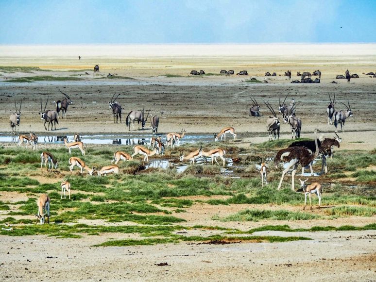 10 REASONS NAMIBIA SHOULD BE AT THE TOP OF YOUR BUCKETLIST | We Are ...