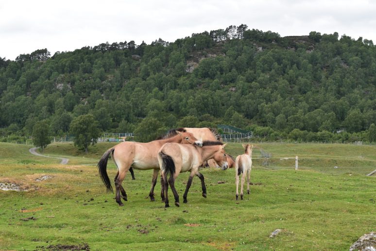 7 Reasons To Visit Inverness Scotland With Family | We Are Travel Girls