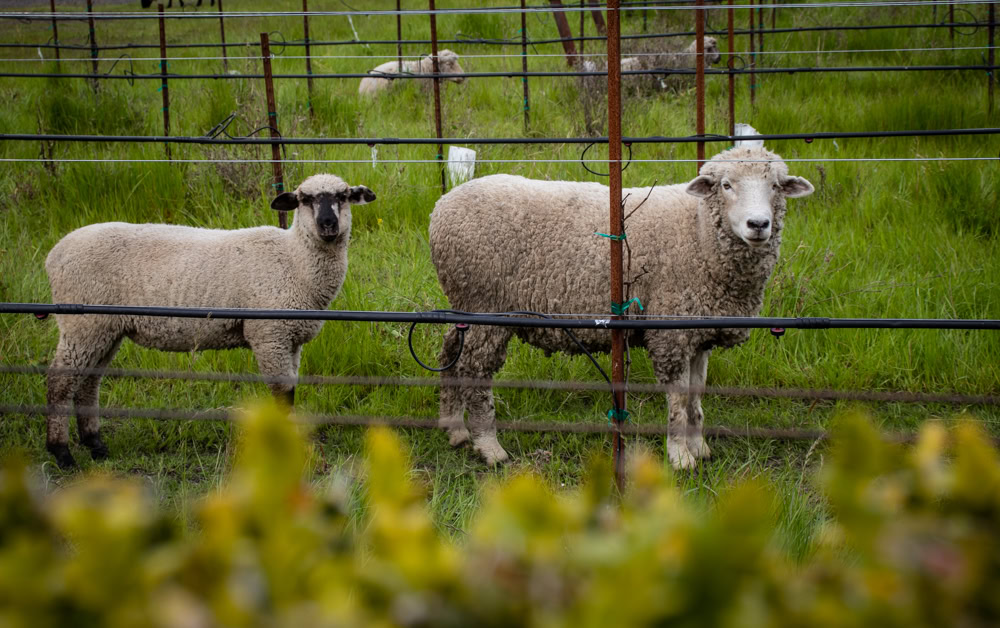 Best Things To Do in Napa California Without Wine | We Are Travel Girls